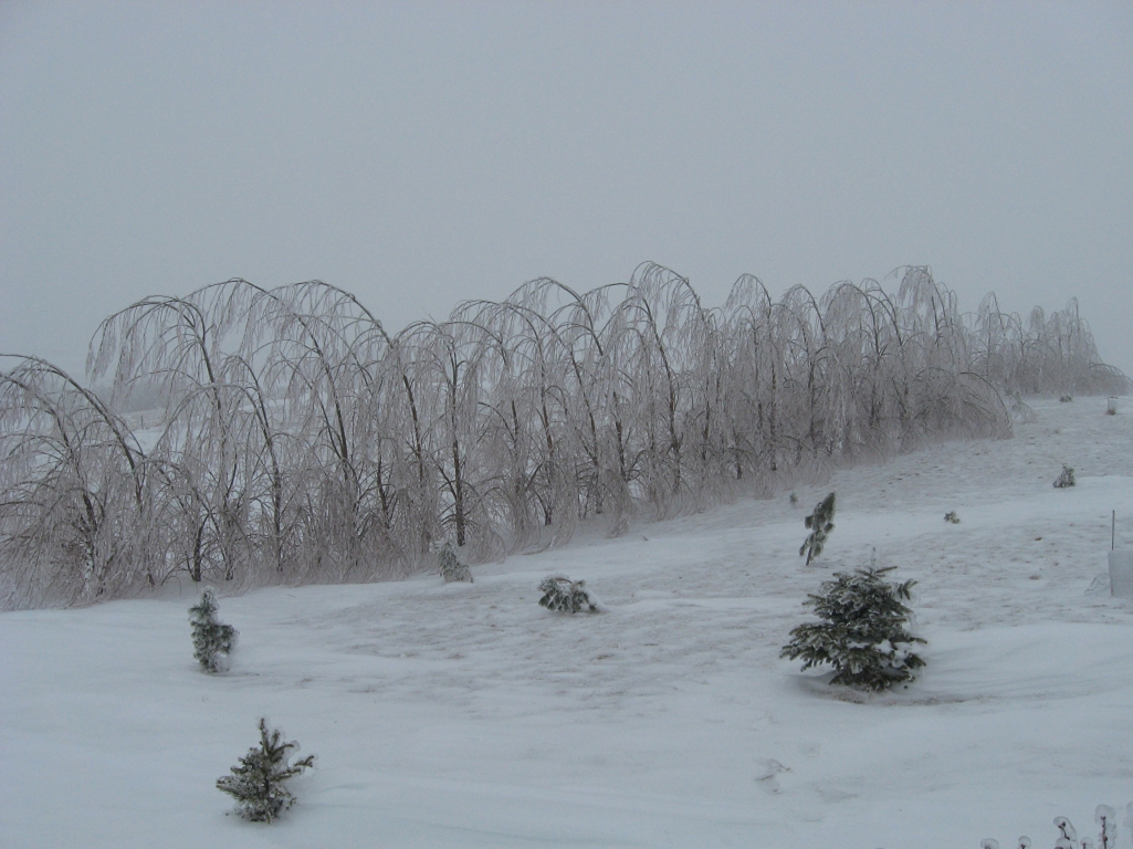 Winter Willow Hybrid